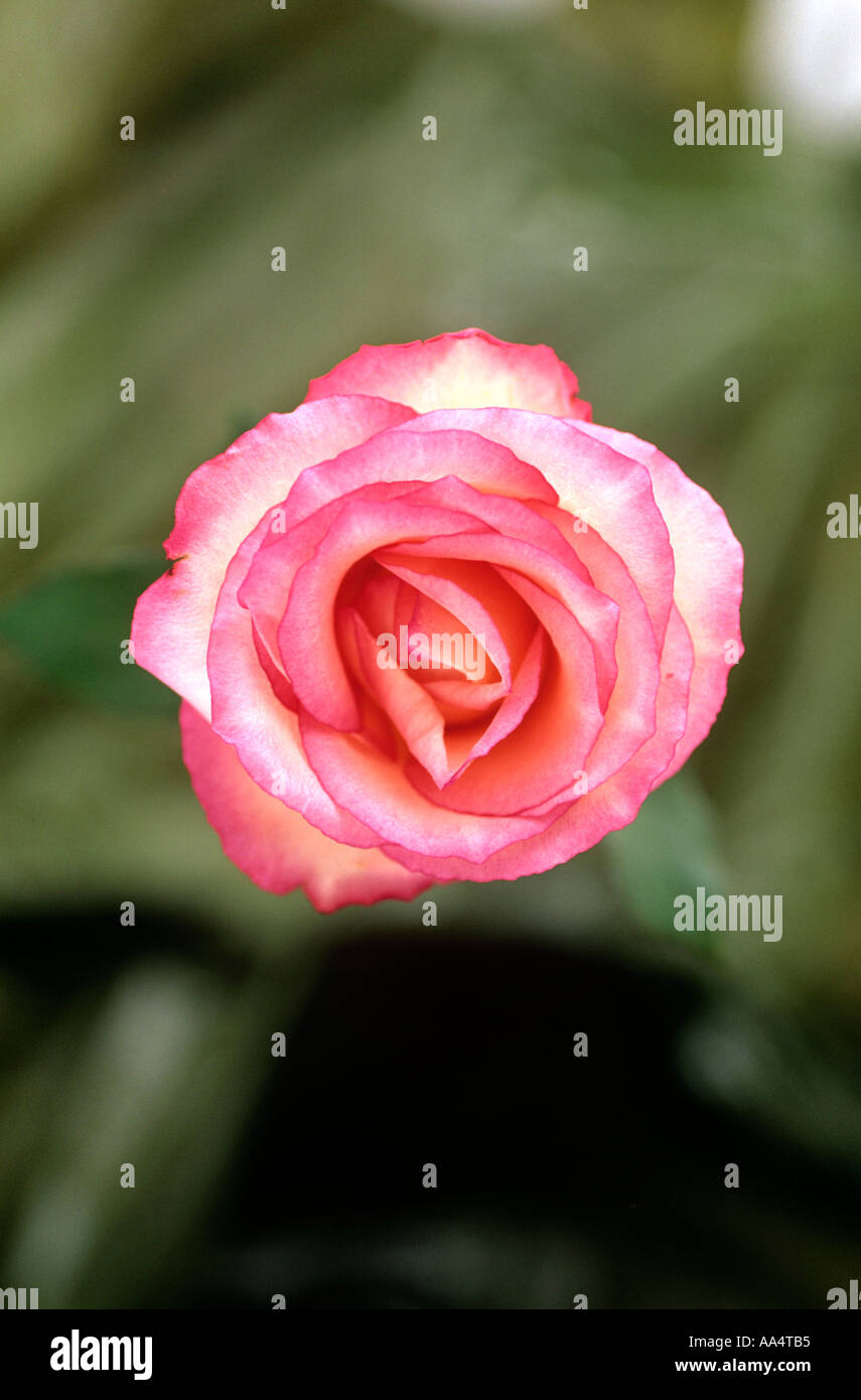 CUT PINK ROSE Stock Photo - Alamy