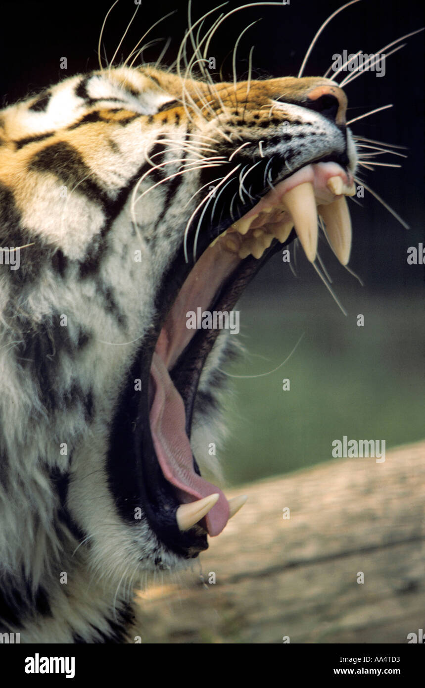 Lethargic cat hi-res stock photography and images - Alamy