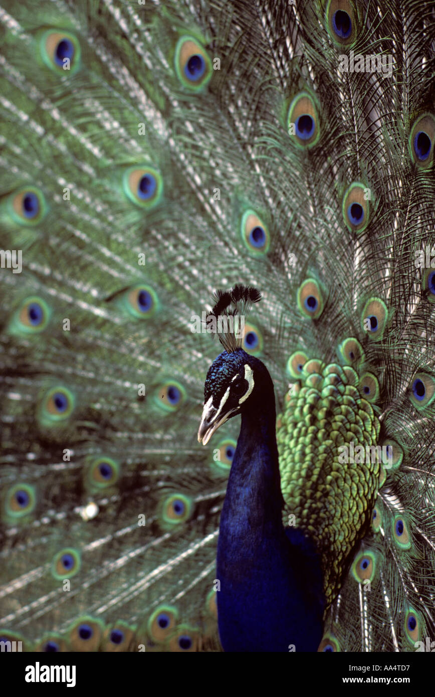 Peacock shaped hi-res stock photography and images - Alamy