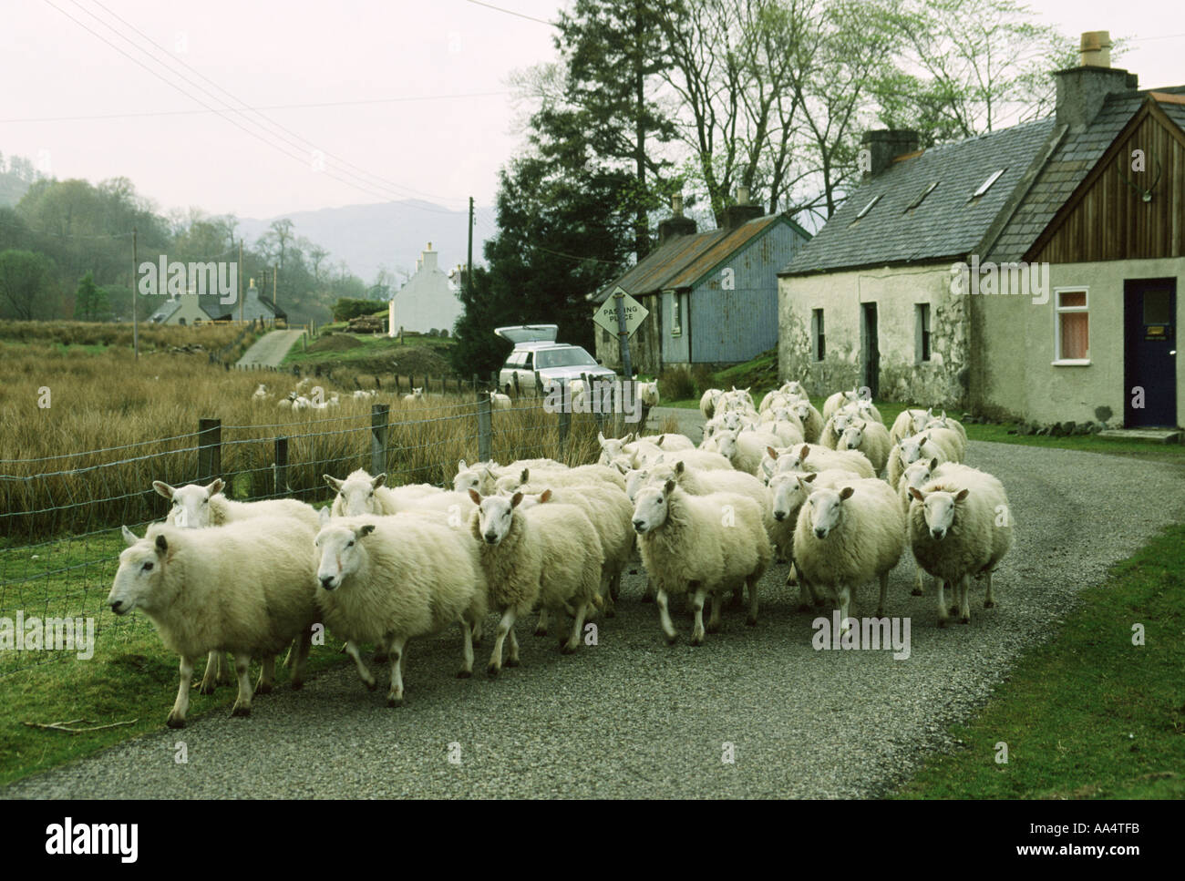 Sheep on country road Western Highlands Scotland Stock Photo - Alamy