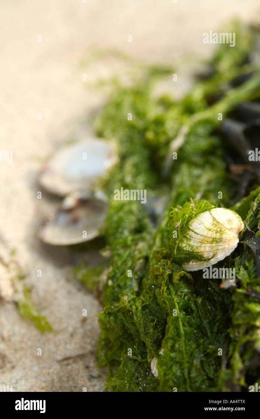 Seashells on the beach, UK Stock Photo - Alamy