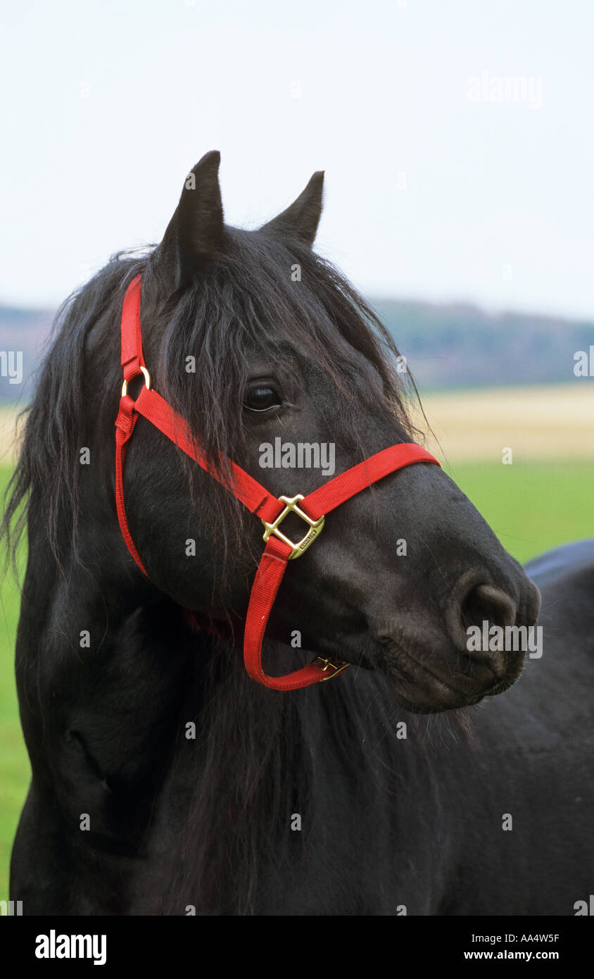 Merens pony horse - portrait Stock Photo - Alamy