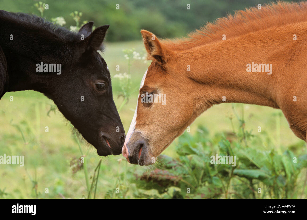 Quarter Horse - two foals Stock Photo - Alamy