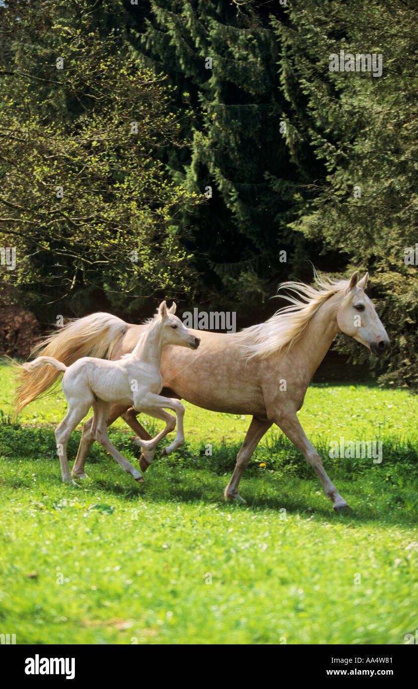 American Saddlebred horse - mare with foal - running Stock Photo - Alamy