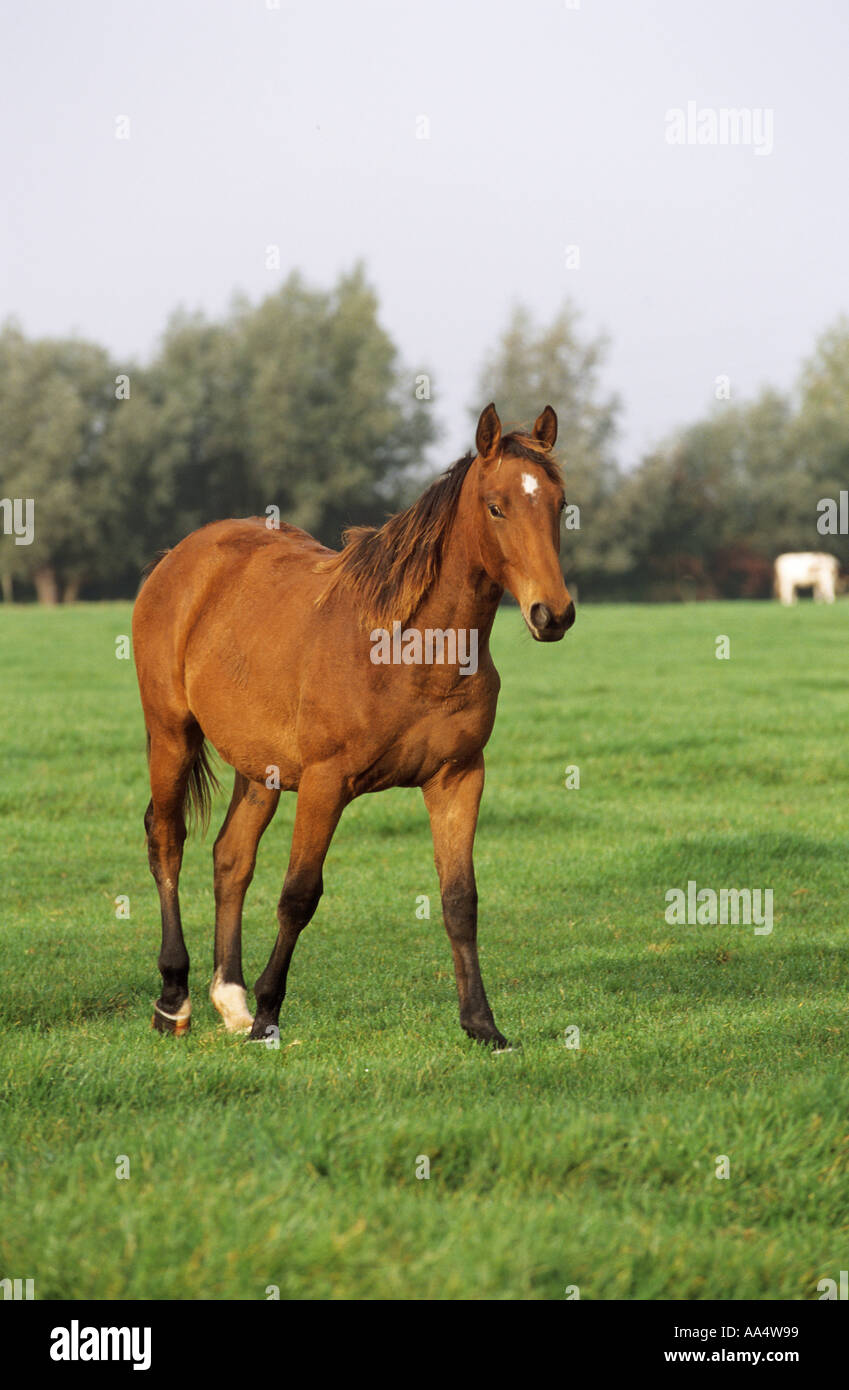 Gelderlander horse hi-res stock photography and images - Alamy