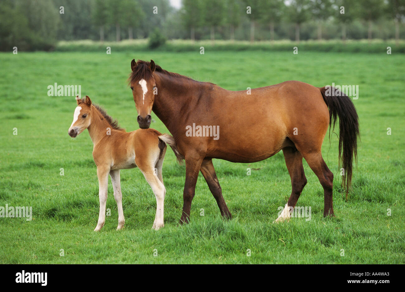 Welsh pony small horse hi-res stock photography and images - Alamy