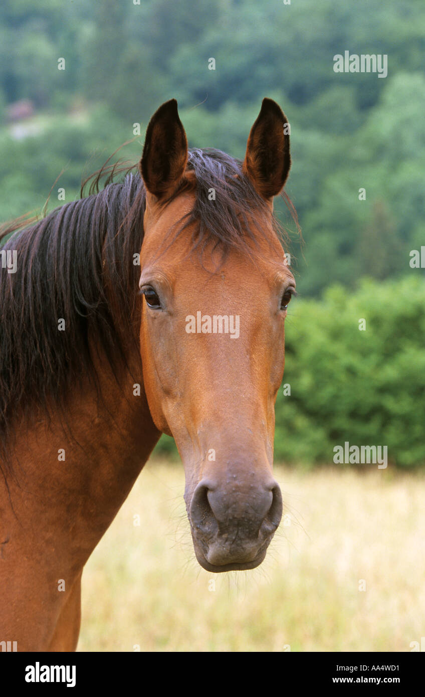 thoroughbred horse - portrait Stock Photo - Alamy