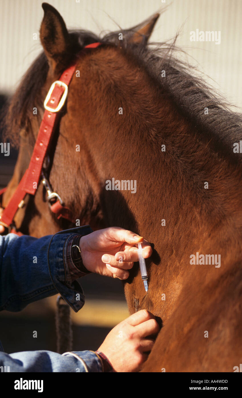 horse getting injection Stock Photo - Alamy