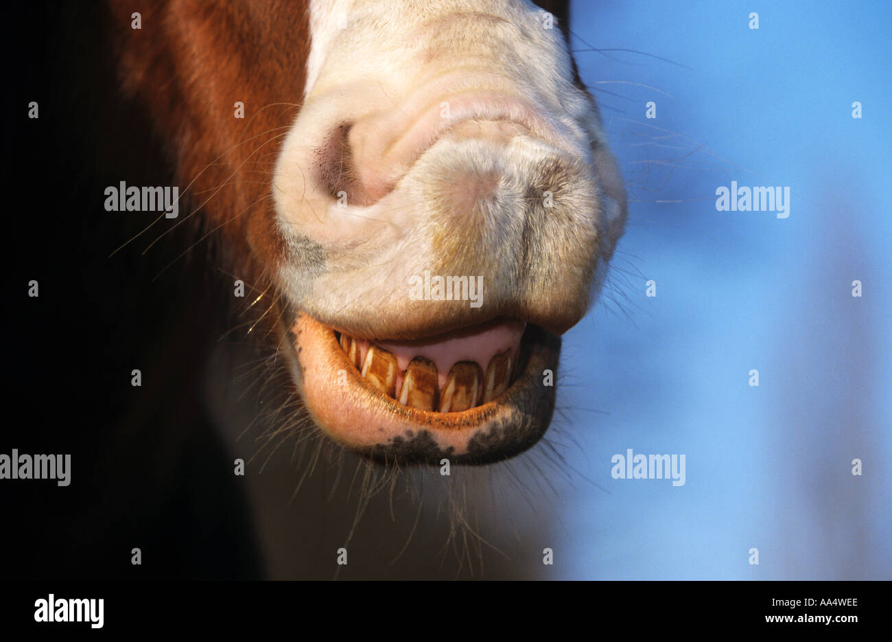 Flehming horse hi-res stock photography and images - Alamy