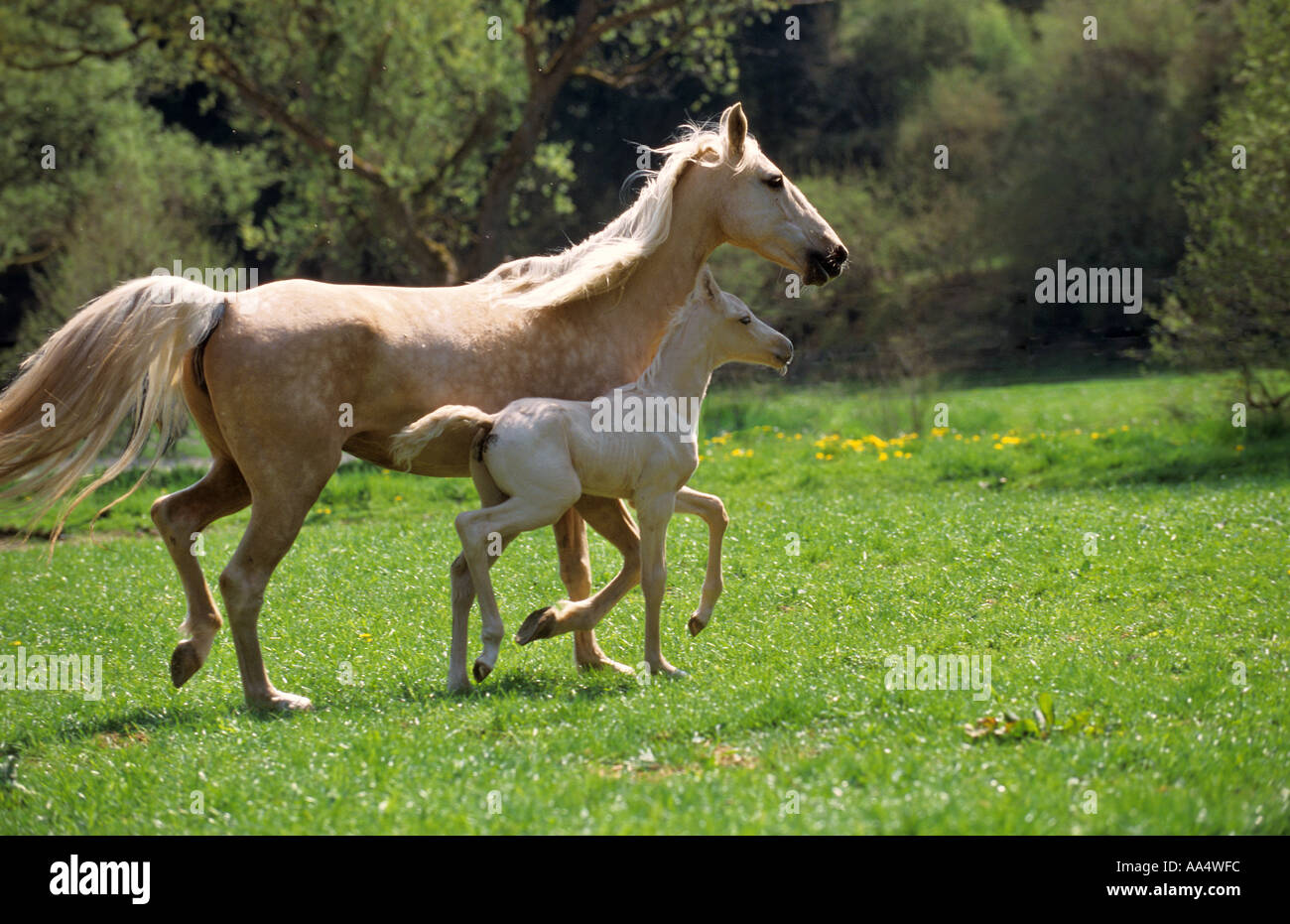 American saddlebred horse - mare with foal Stock Photo - Alamy