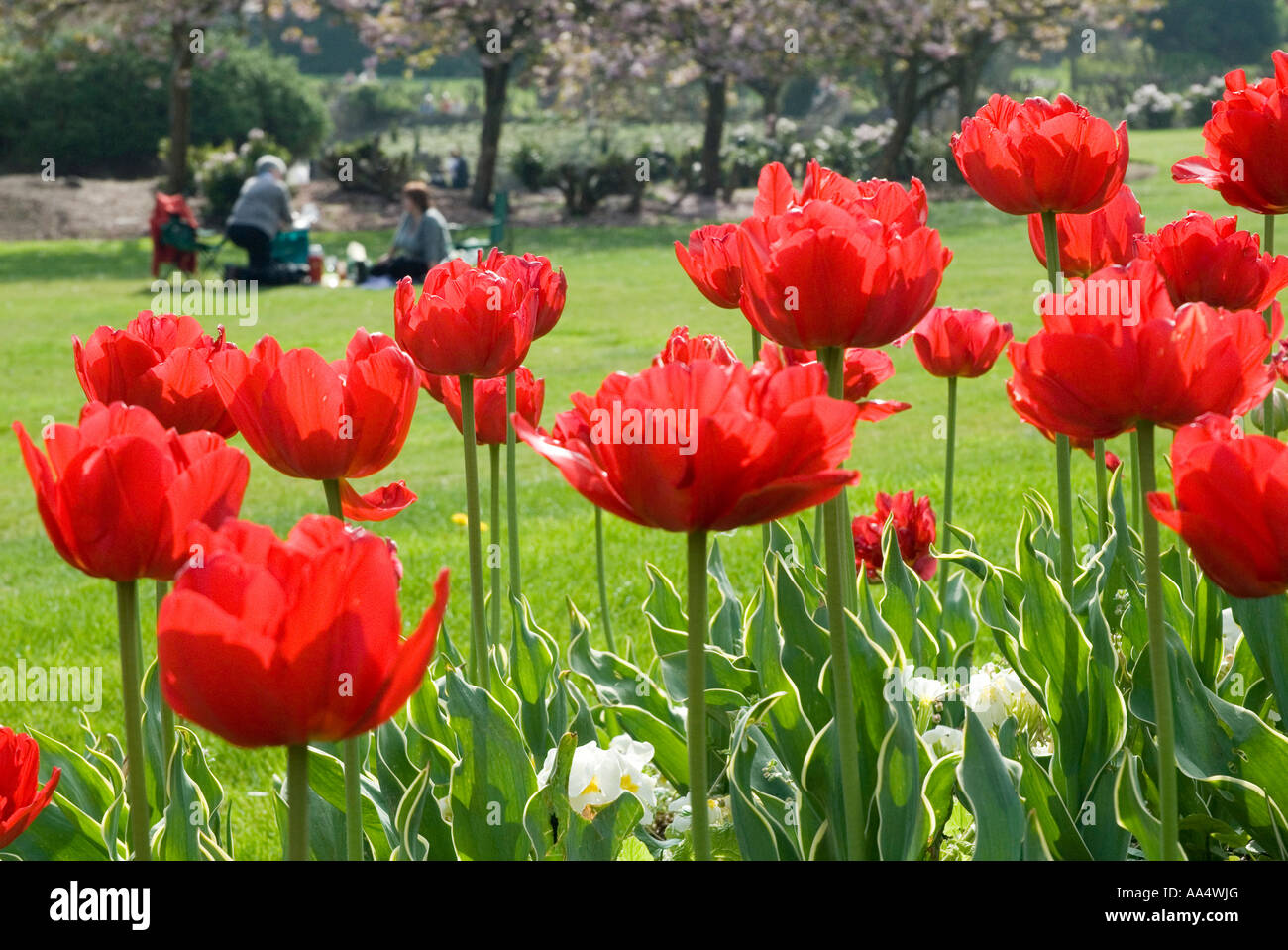 Spring haworth yorkshire england hi-res stock photography and images ...