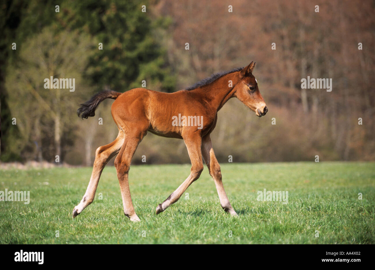 English mead hi-res stock photography and images - Alamy