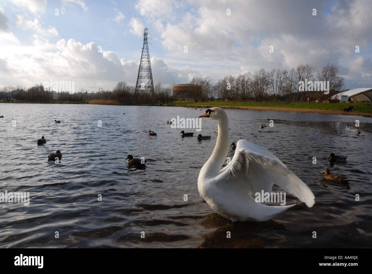 Rearing swan on Whitlingham Broad, Norfolk Stock Photo - Alamy