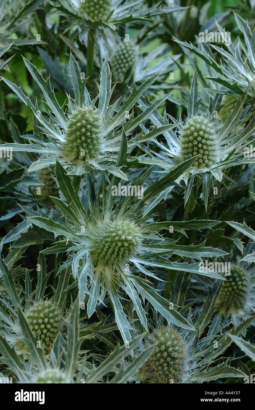 Eryngium gigantium hi-res stock photography and images - Alamy