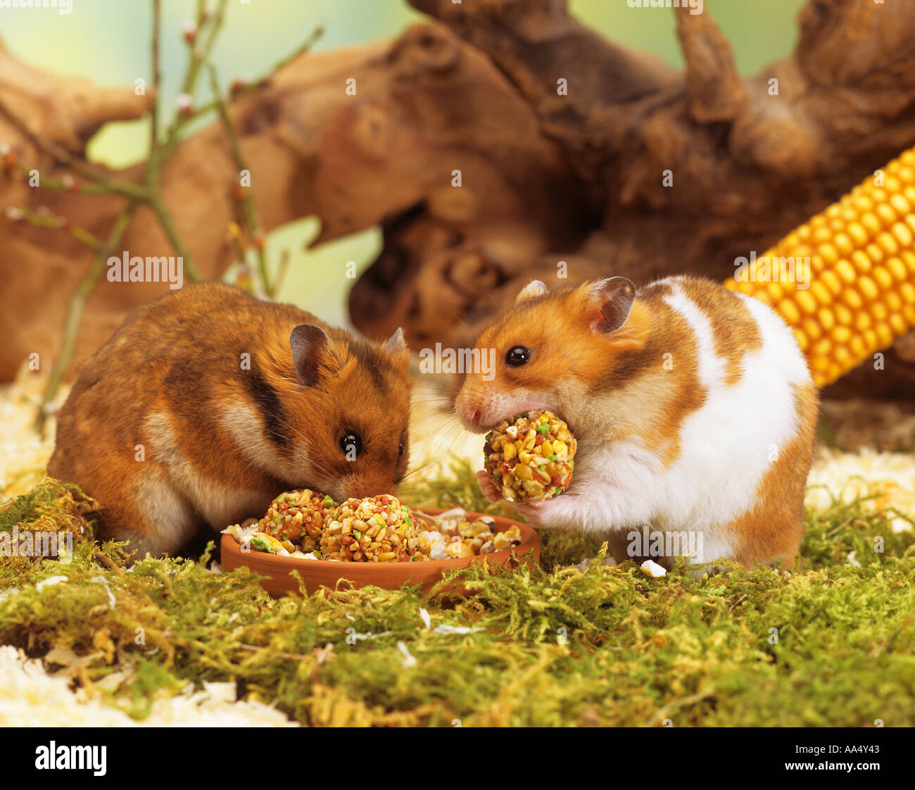 Two hamster eating hi-res stock photography and images - Alamy