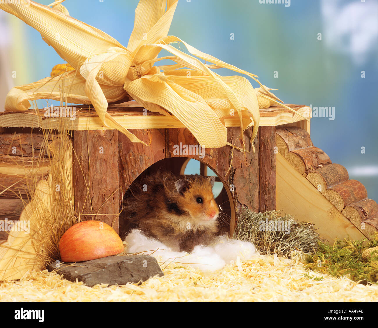 teddy hamster in its cottage Stock Photo - Alamy
