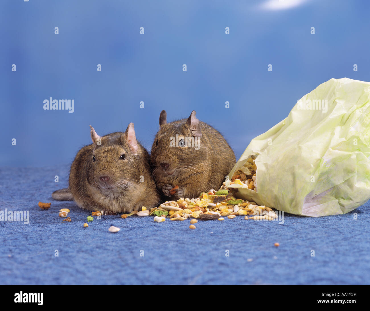 Degu feeding hi-res stock photography and images - Alamy