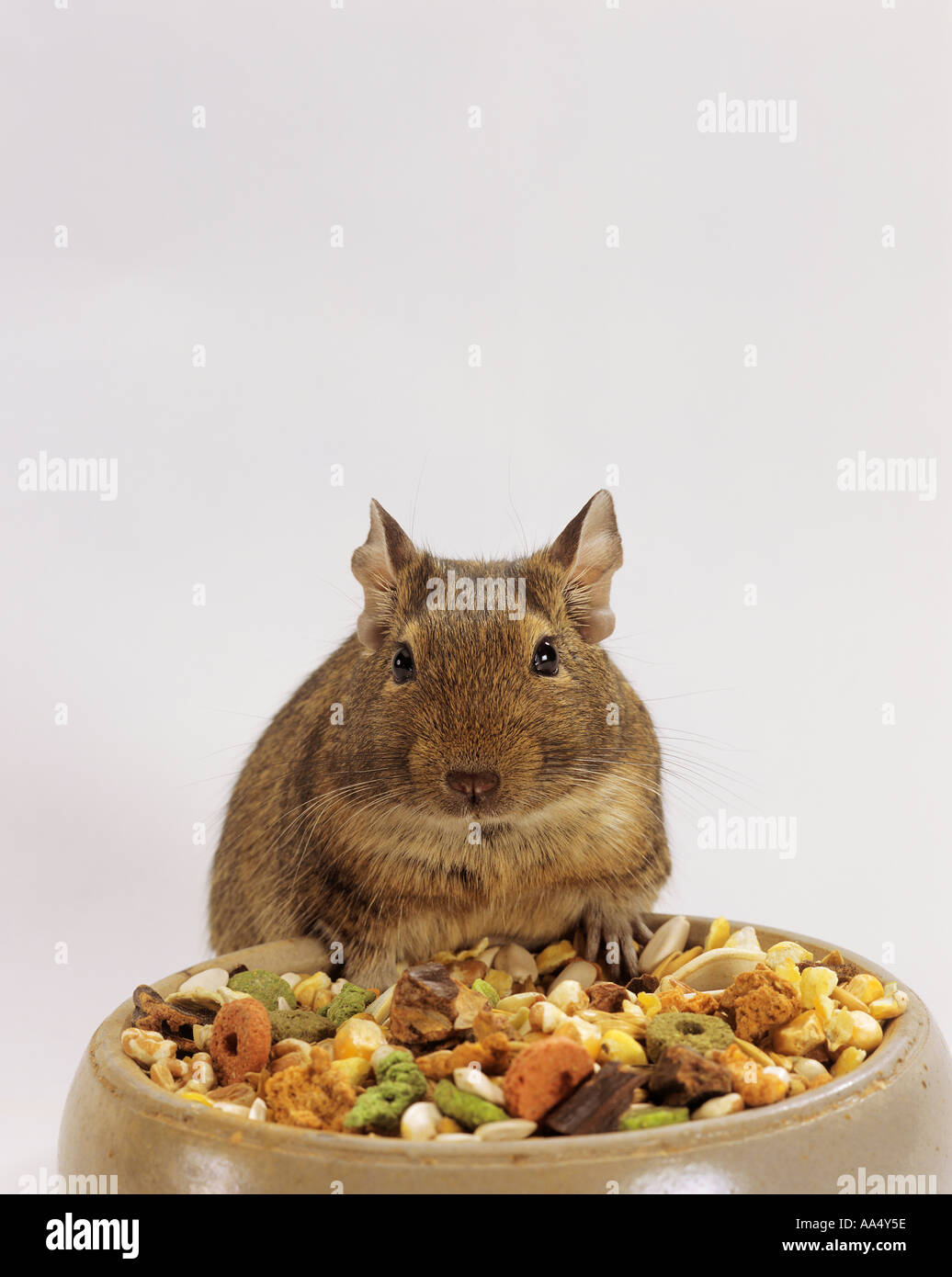 Degu ( (Octodon degus) at bowl with food Stock Photo - Alamy