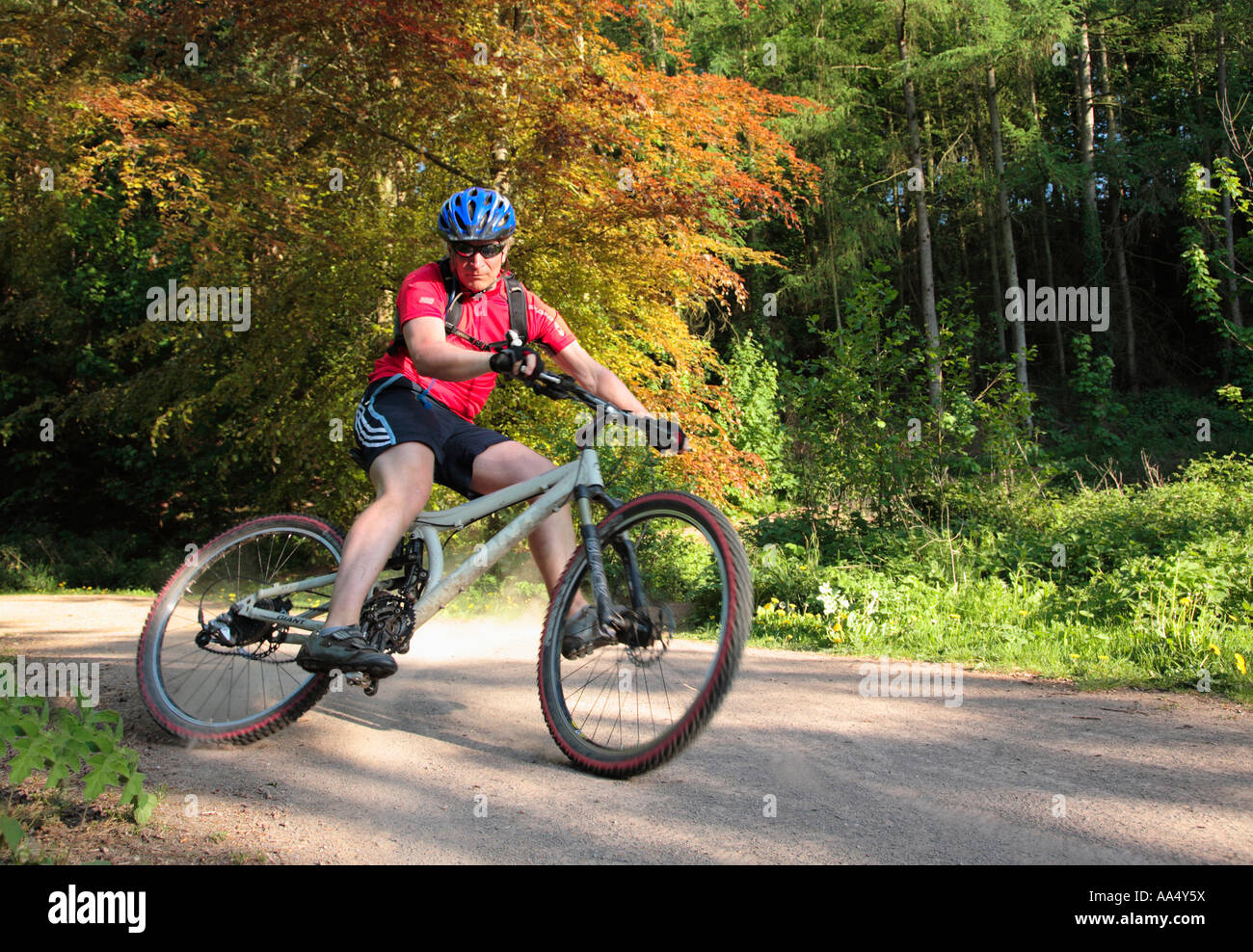Mountain Biking in woodland in spring Stock Photo - Alamy