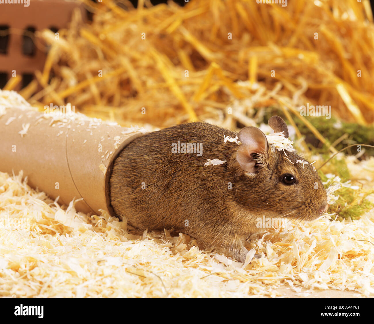 Scrabbling hi-res stock photography and images - Alamy