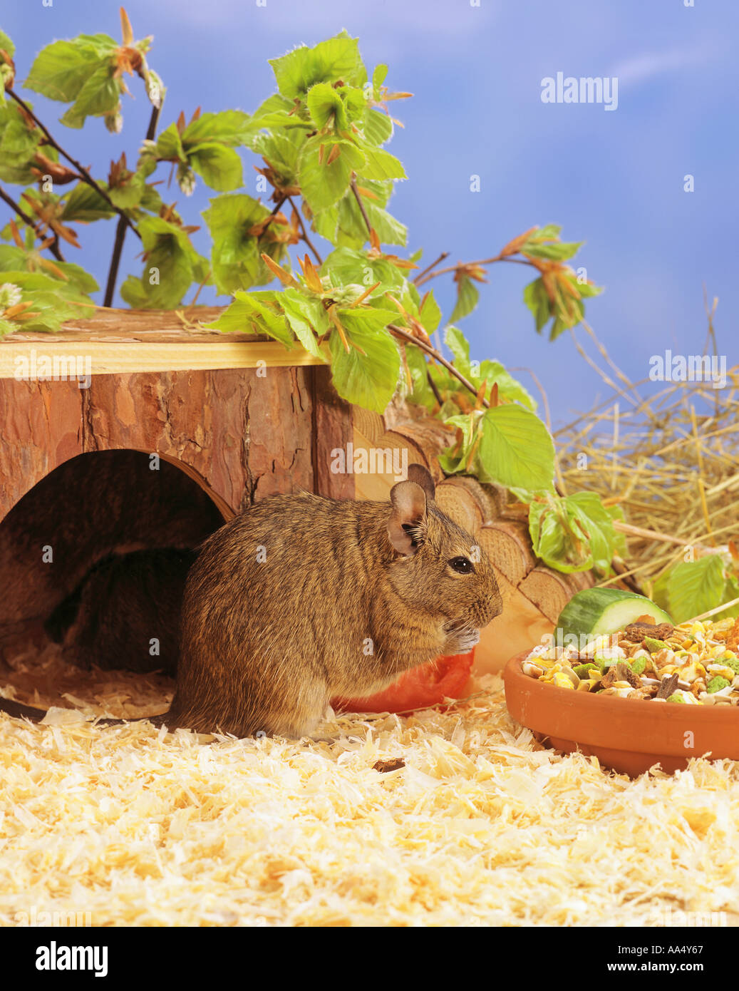 degu eating from bowl in front of its house Stock Photo - Alamy