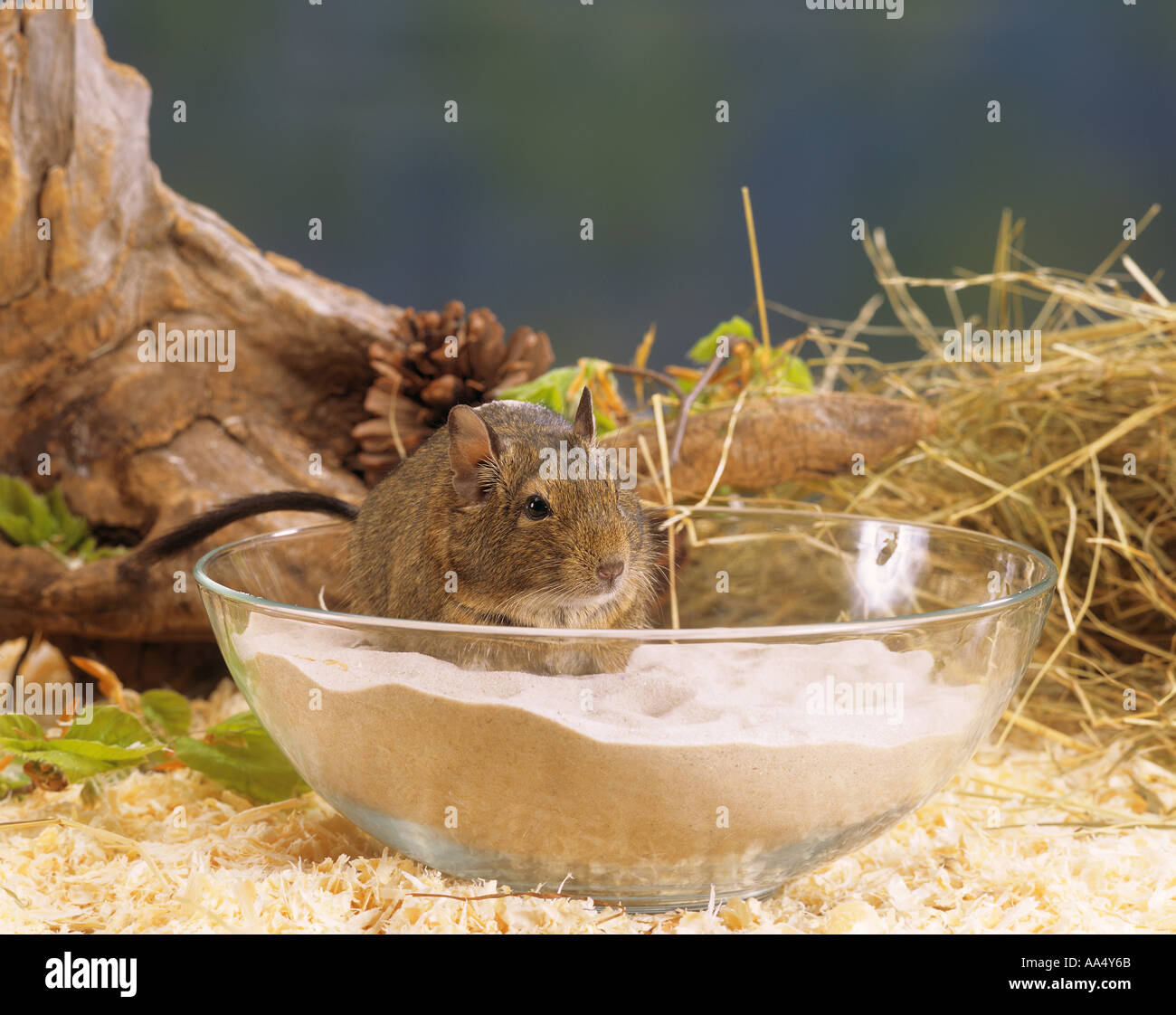 degu taking a bath in sand Stock Photo - Alamy