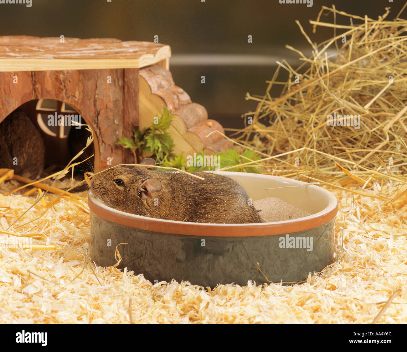 degu taking a bath in sand Stock Photo - Alamy