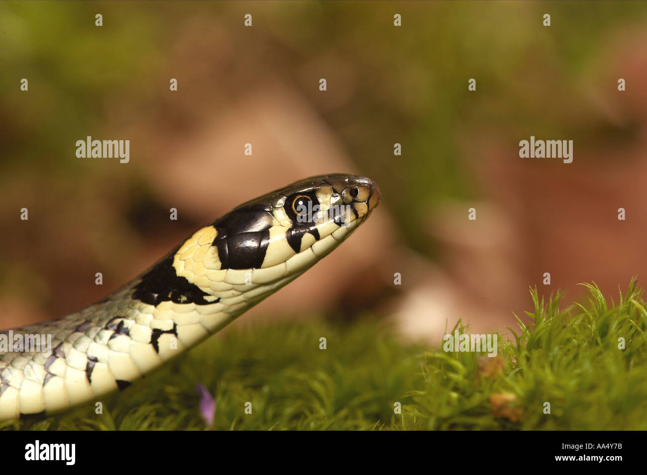 grass snake / Natrix natrix Stock Photo - Alamy