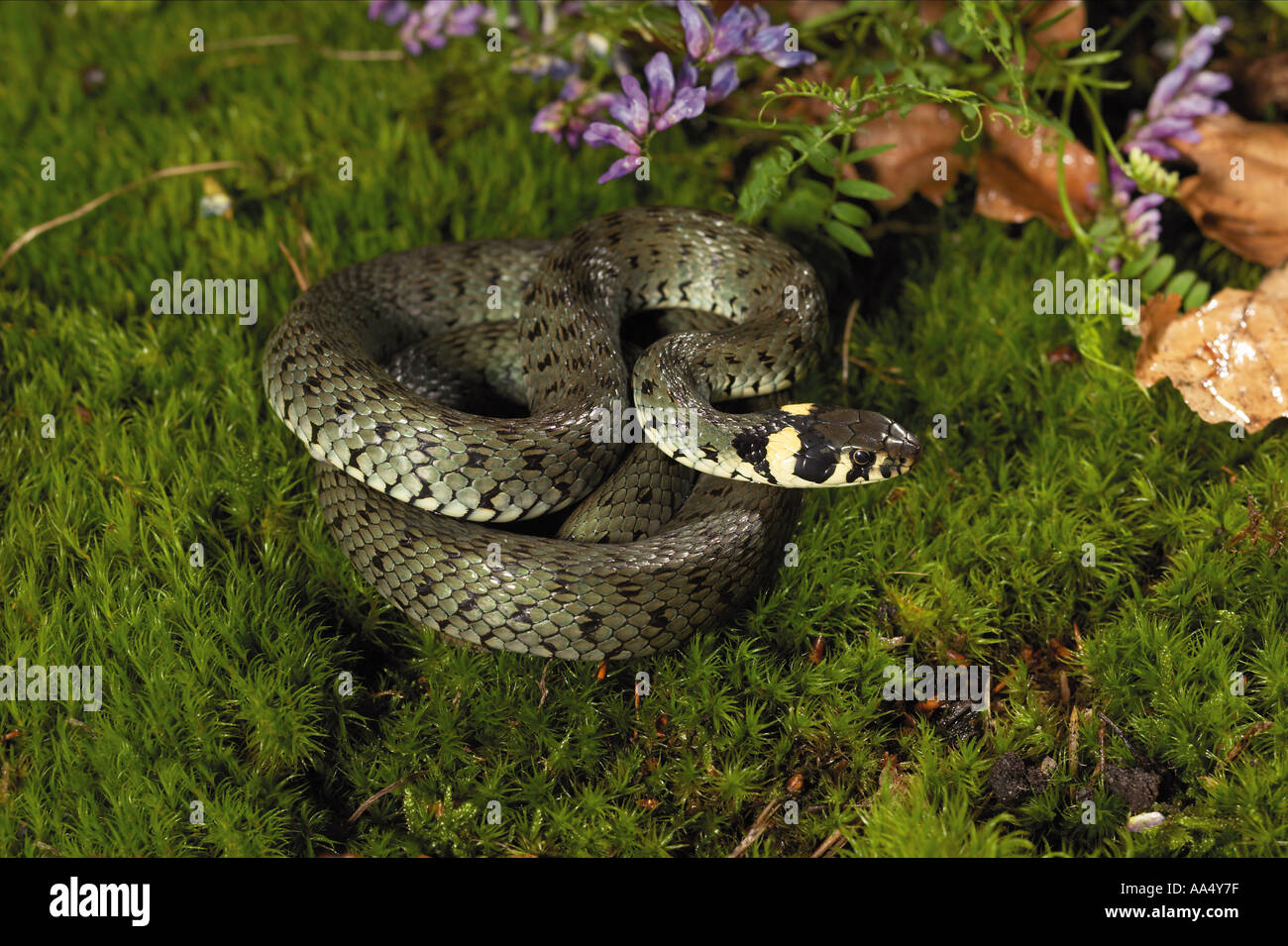 grass snake - lying on moss / Natrix natrix Stock Photo - Alamy