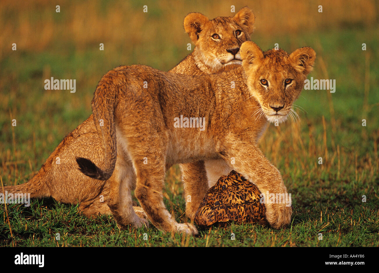 two young lions playing with turtle / Panthera leo Stock Photo - Alamy