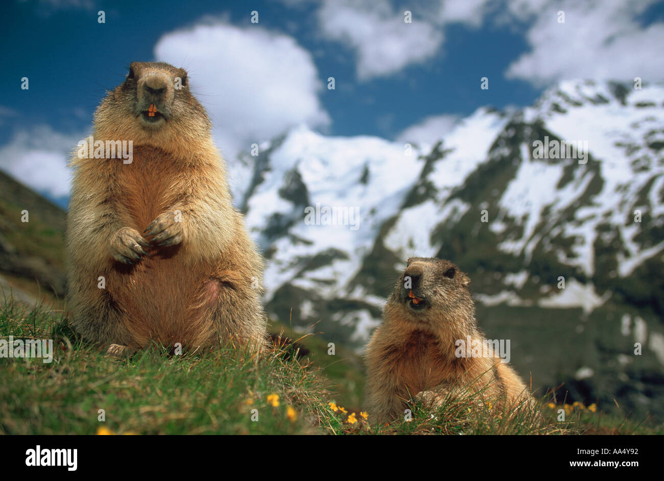 two alpine marmots / Marmota marmota Stock Photo - Alamy