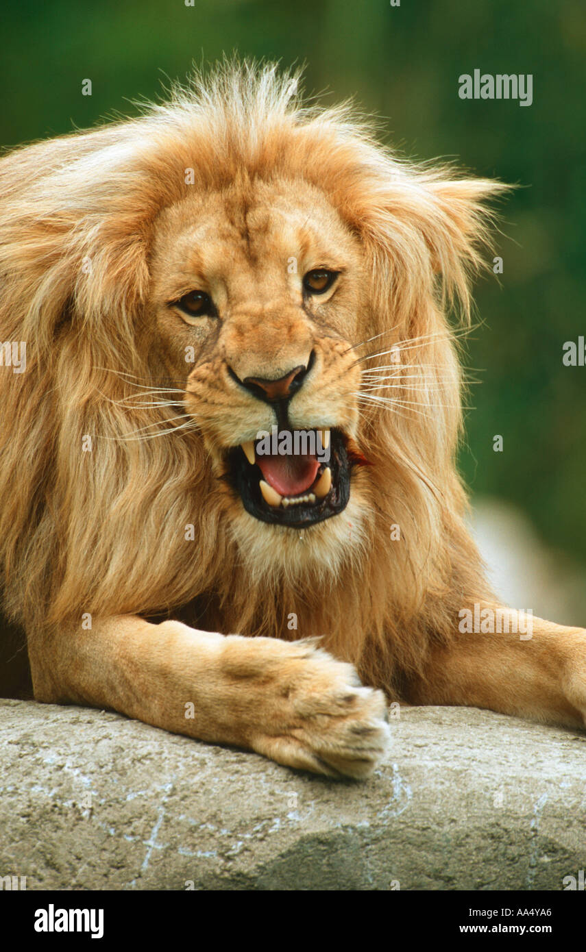 african lion - portrait / Panthera leo Stock Photo - Alamy
