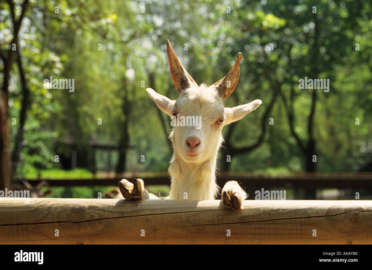 Domestic goat looking over fence hi-res stock photography and images ...