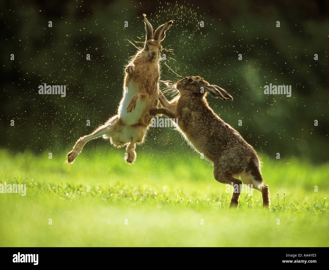 European hare (Lepus europaeus). Two adults fighting Stock Photo - Alamy