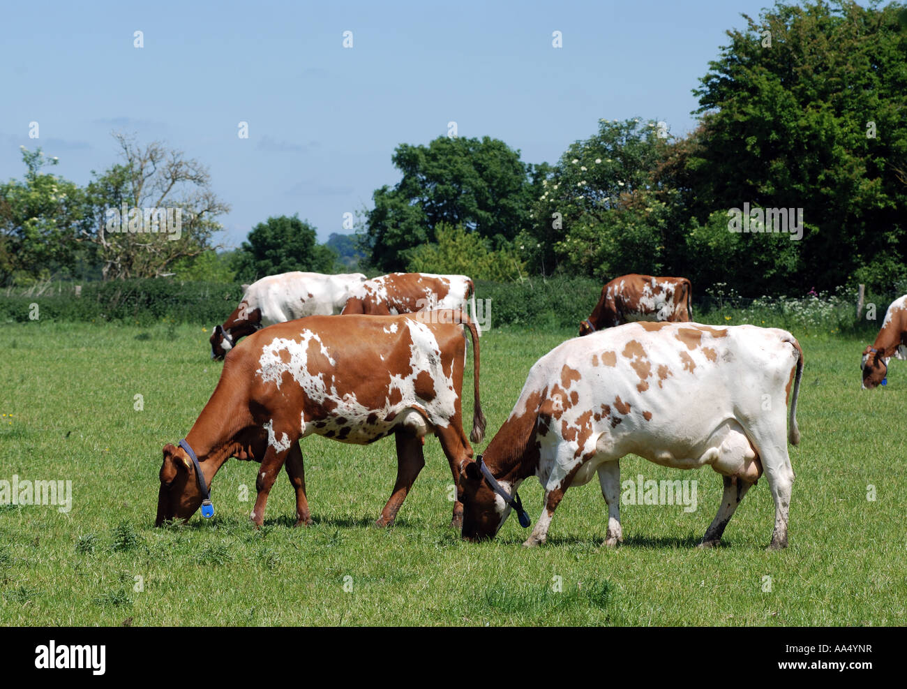 Dairy cattle grazing, Gloucestershire, England, UK Stock Photo - Alamy