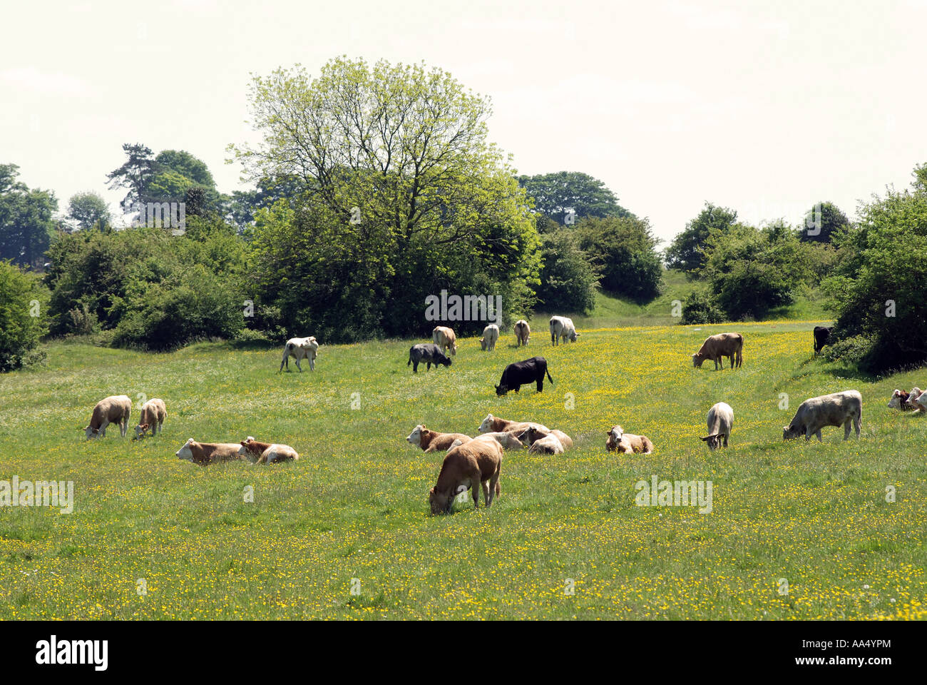 Cattle on Minchinhampton Common, Gloucestershire, England, UK Stock ...
