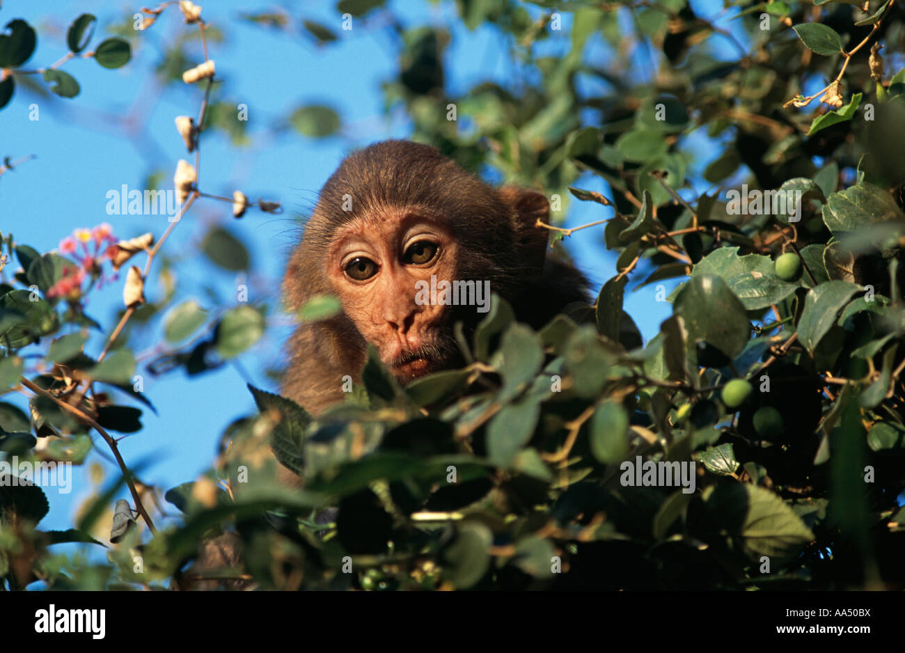 Rhesus monkey cheeky hi-res stock photography and images - Alamy