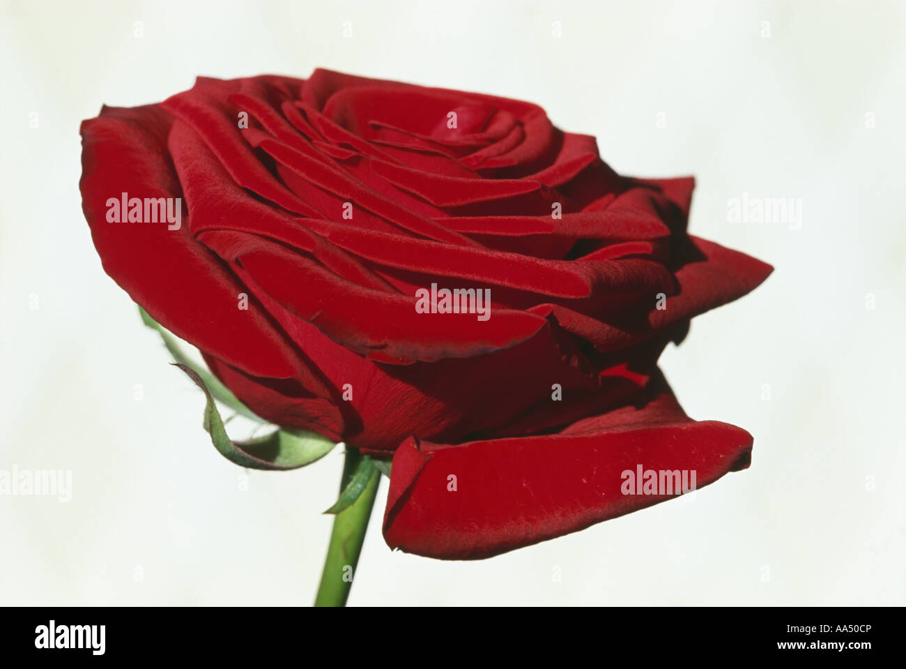 Single stem of red rose Stock Photo - Alamy