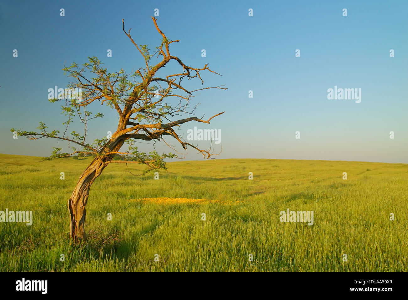 Lone Tree in a summer field in Northern California Stock Photo - Alamy