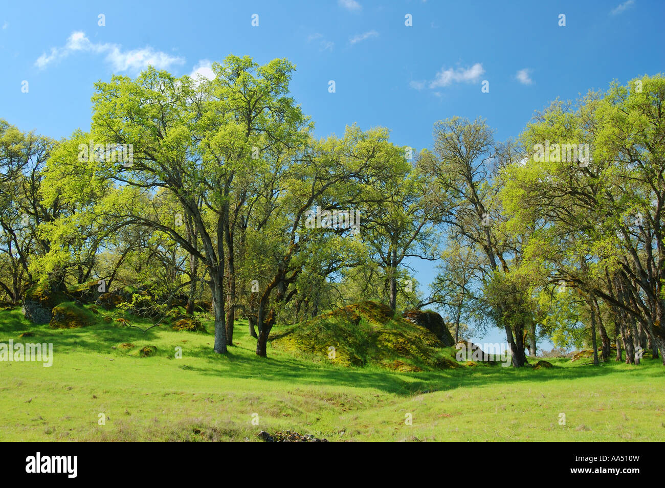 verdant hillside in spring with oak trees Stock Photo - Alamy