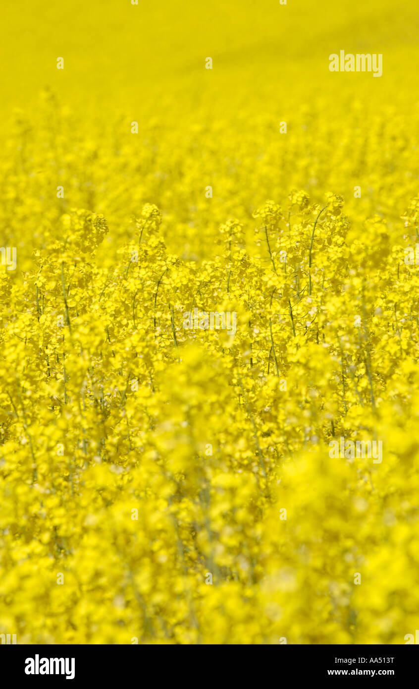 Yellow oil seed rape crop being grown on farm in Monmouthshire South ...