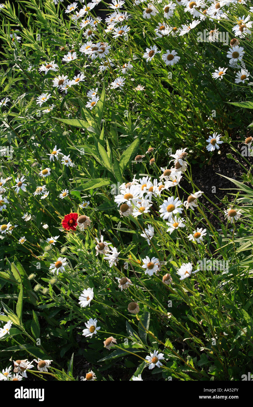 Flower red different angle hi-res stock photography and images - Alamy