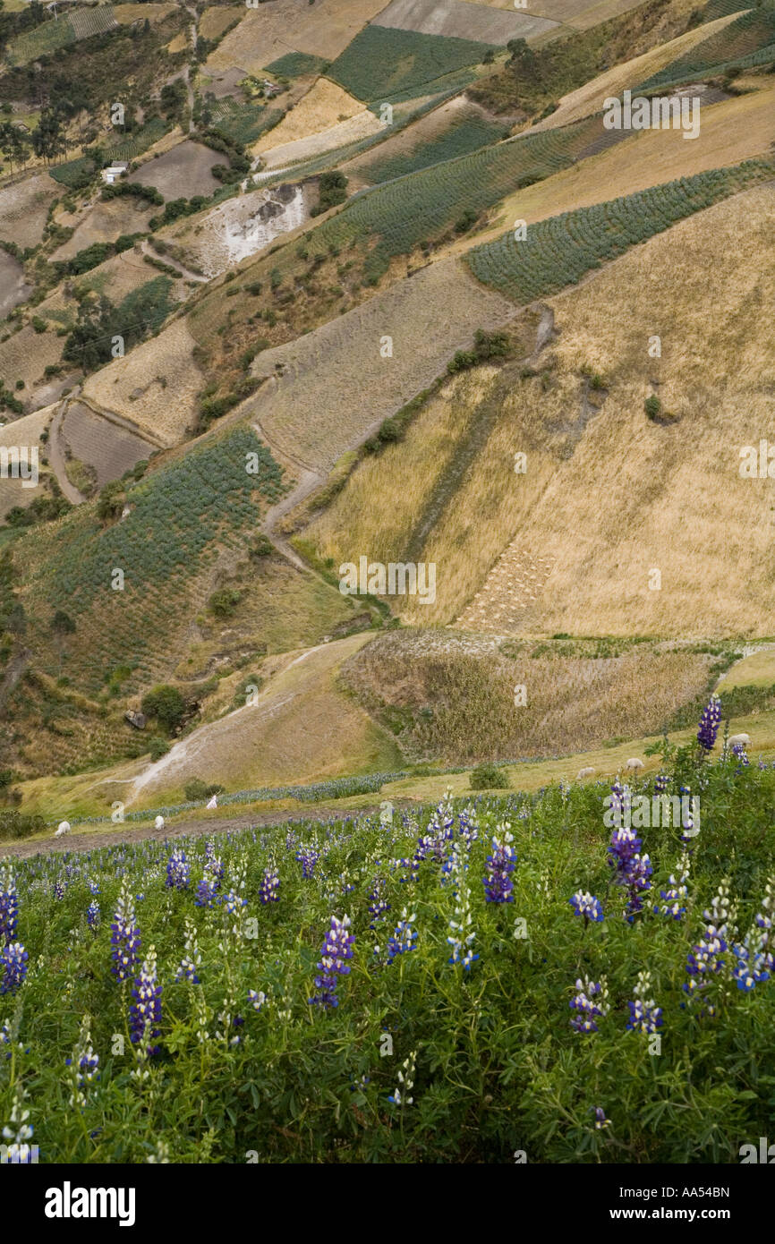 Patchwork of fields in the Quilotoa hills, Ecuador Stock Photo - Alamy