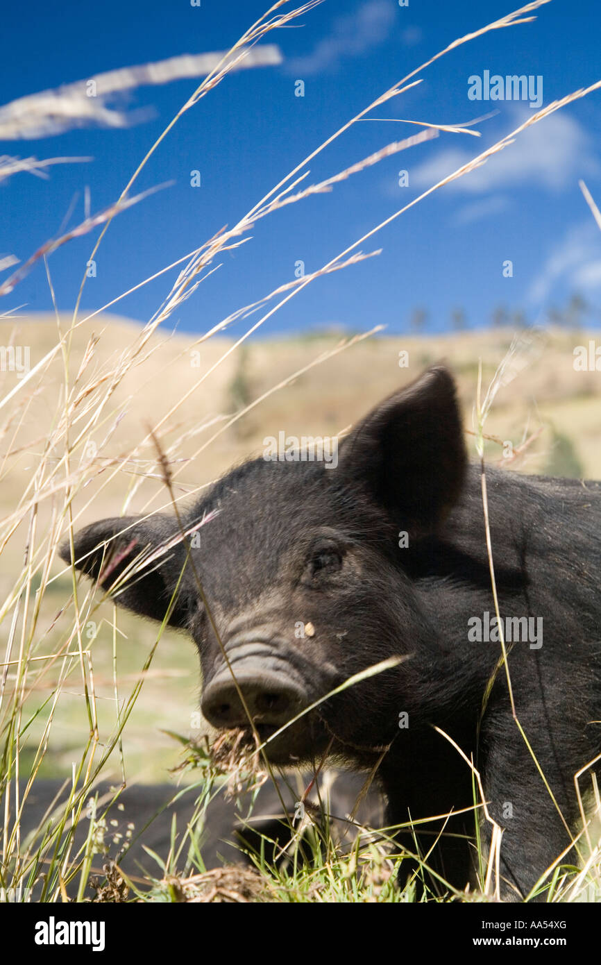 The shy pig hi-res stock photography and images - Alamy