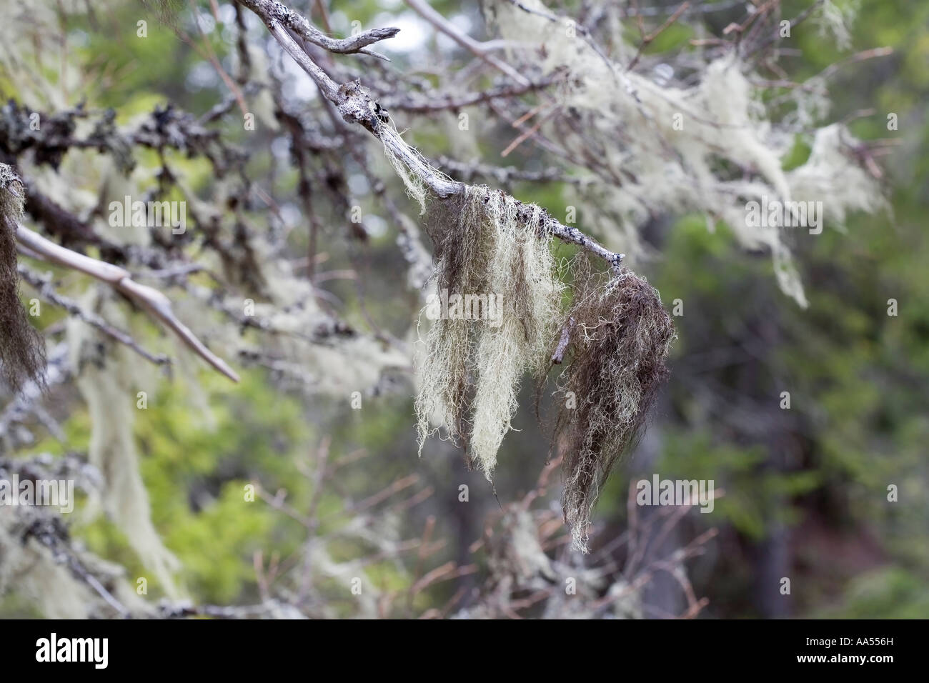 Usnea barbata hi-res stock photography and images - Alamy