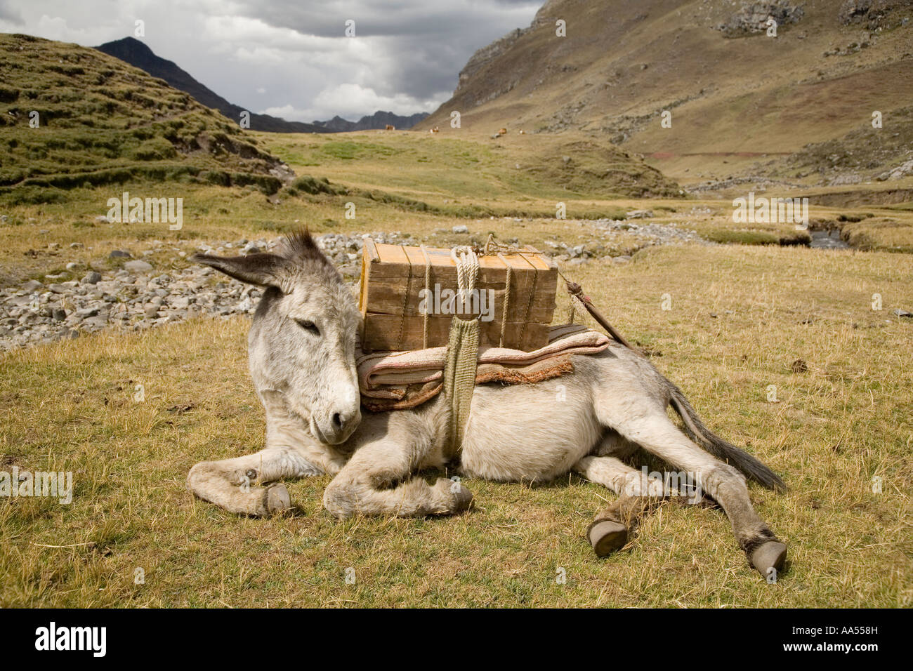 Donkey lying down hi-res stock photography and images - Alamy