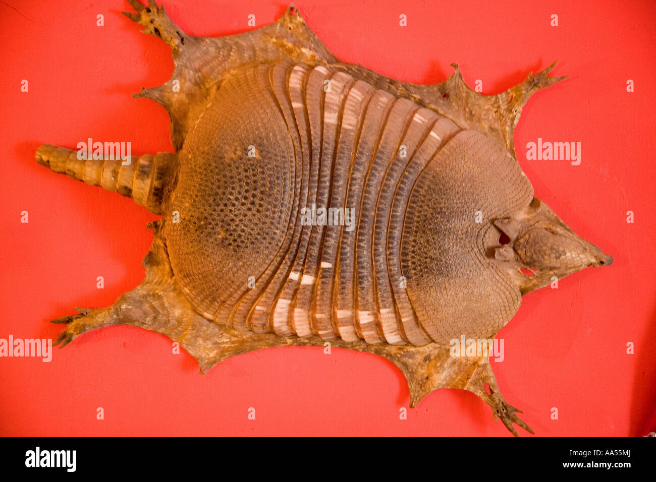 Nine Banded Armadillo Shell Tucking