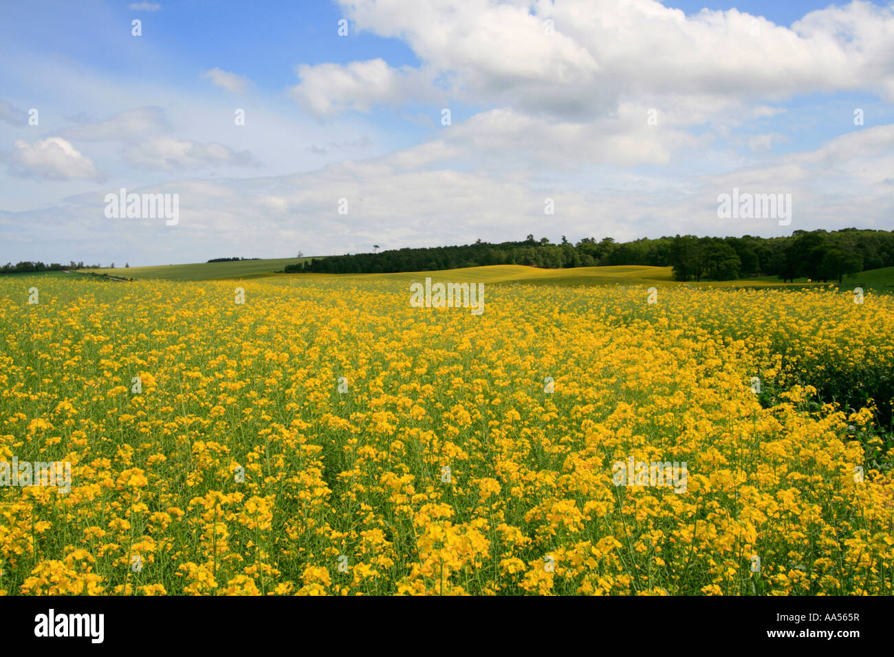 the black isle scotland highlands east coast cromarty Stock Photo - Alamy