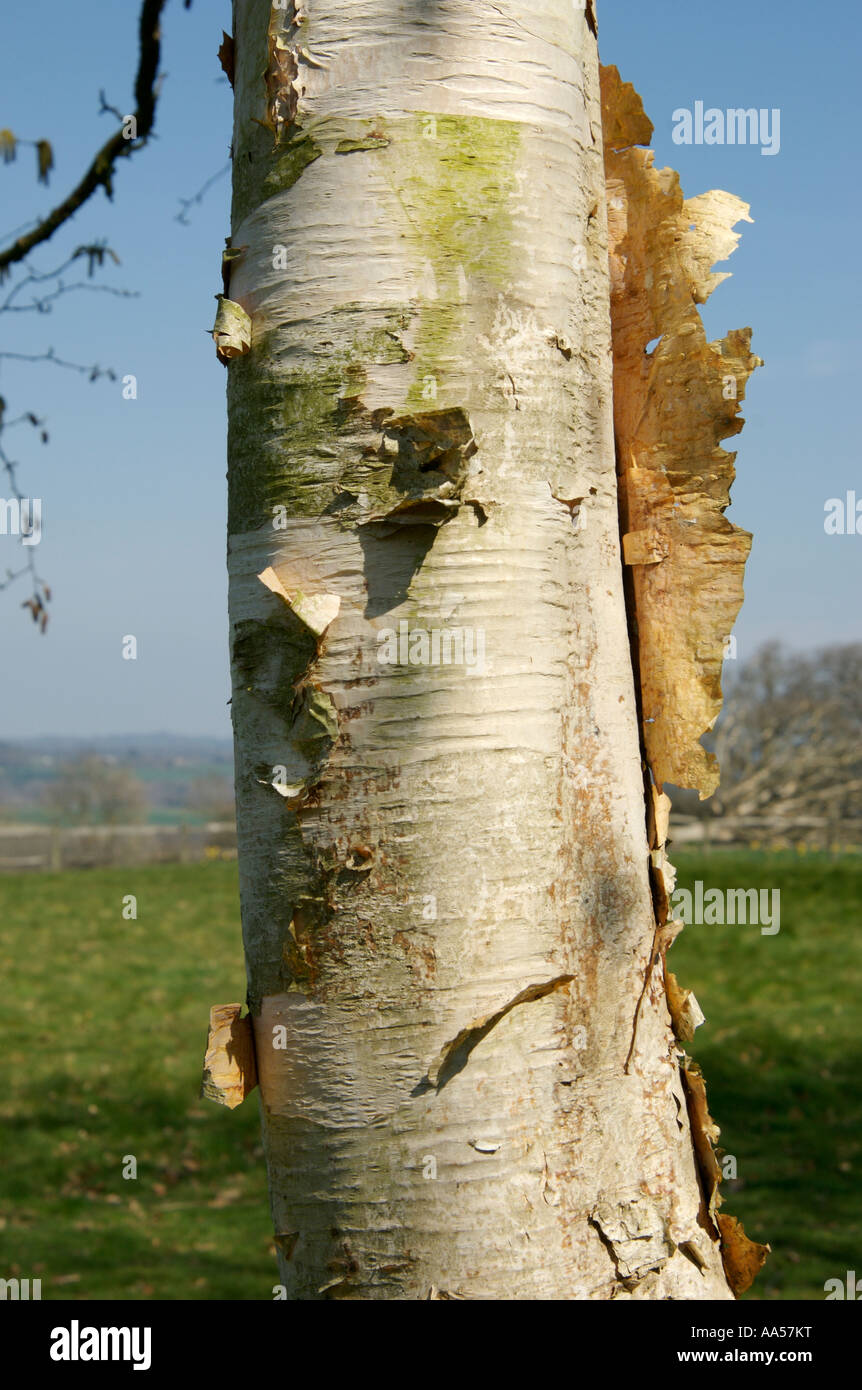 Peeling bark of the Silver Birch Betula Pendula Stock Photo - Alamy