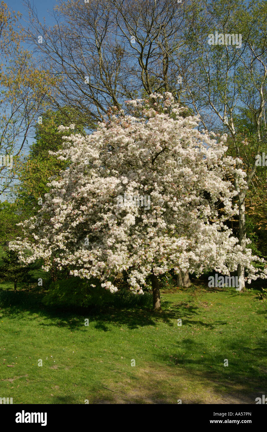 Malus floribunda japanese crabapple tree hi-res stock photography and ...